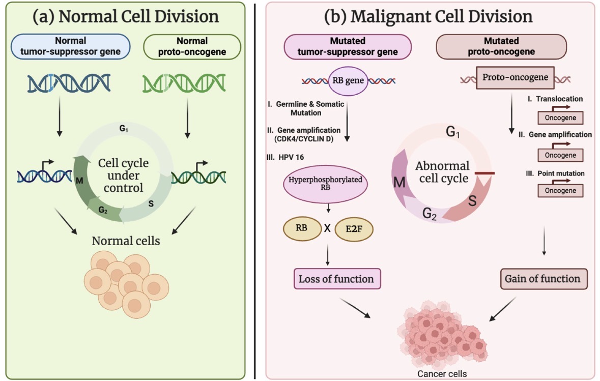 GHK-Cu (Copper Tripeptide): Regeneration, Gene Regulation & New ...